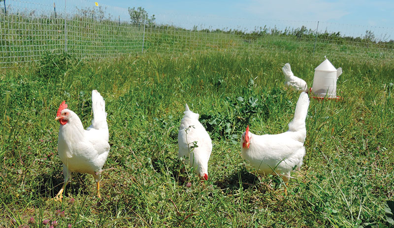 Pasture Poultry Products - Premium Pasture-Raised Poultry | Cape Town
